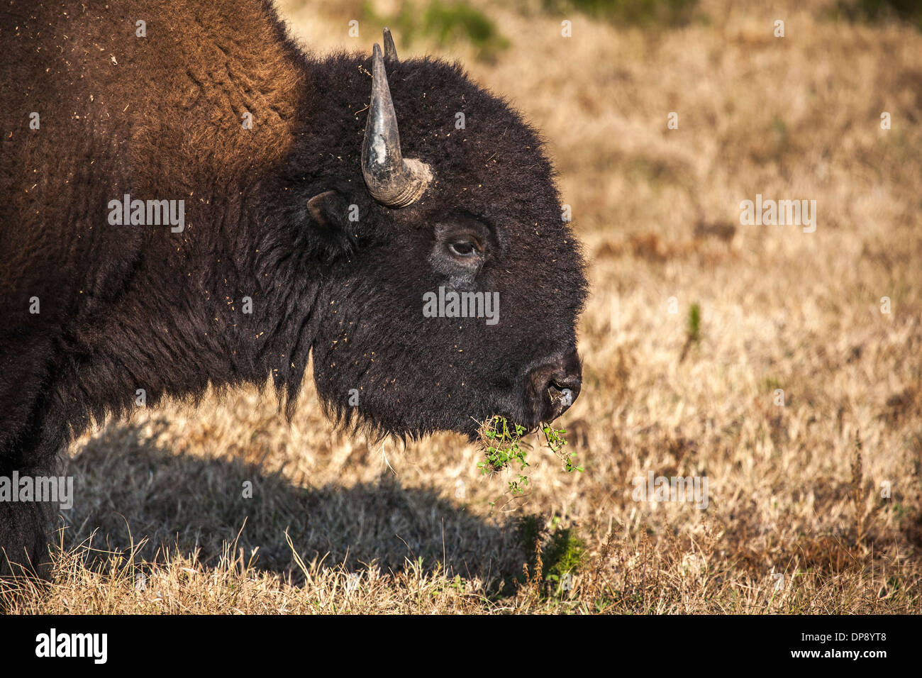 American Bison (Bison bison), also known as the American buffalo ...