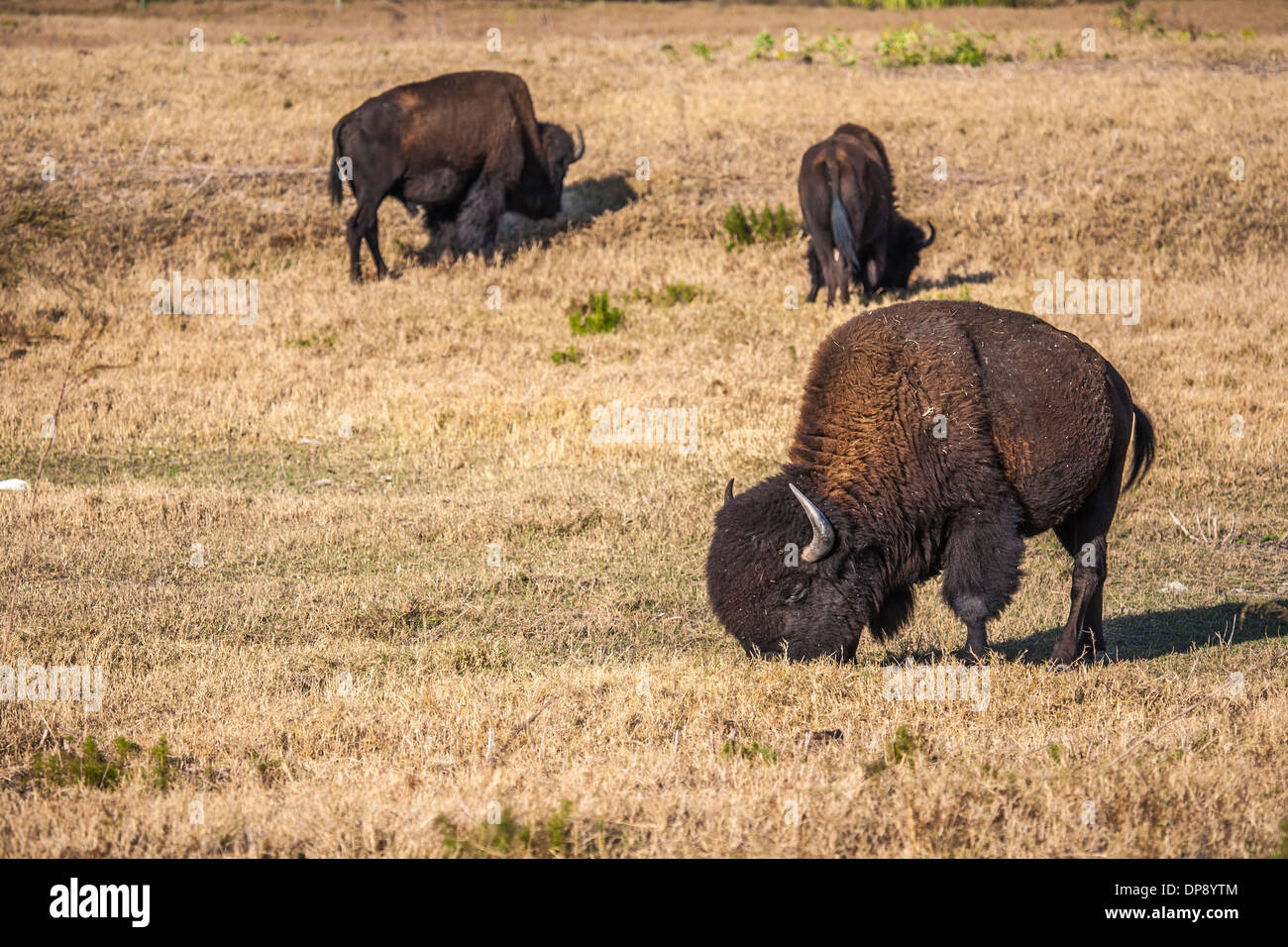 American Bison (Bison bison), also known as the American buffalo ...