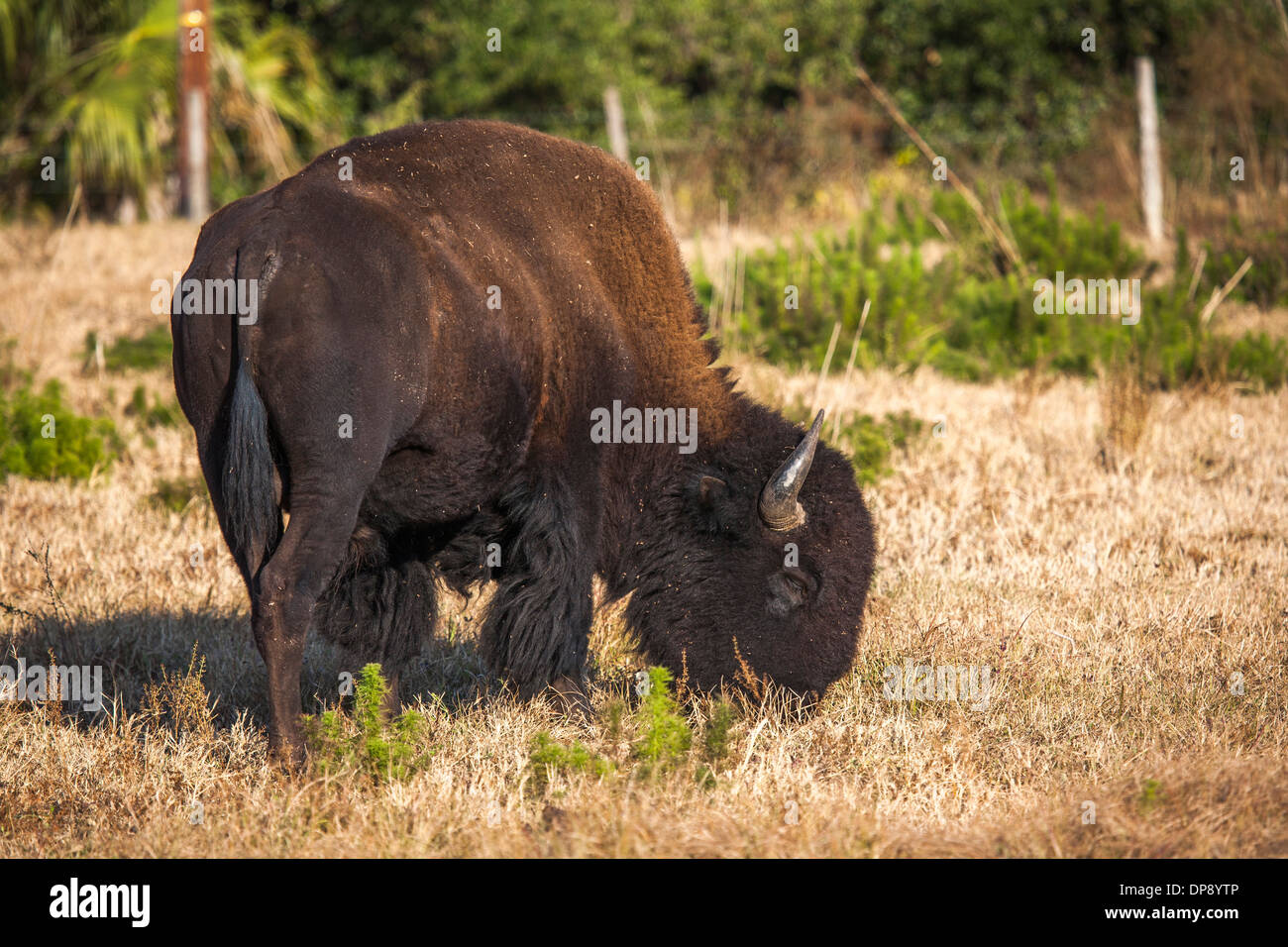American Bison (Bison bison), also known as the American buffalo ...