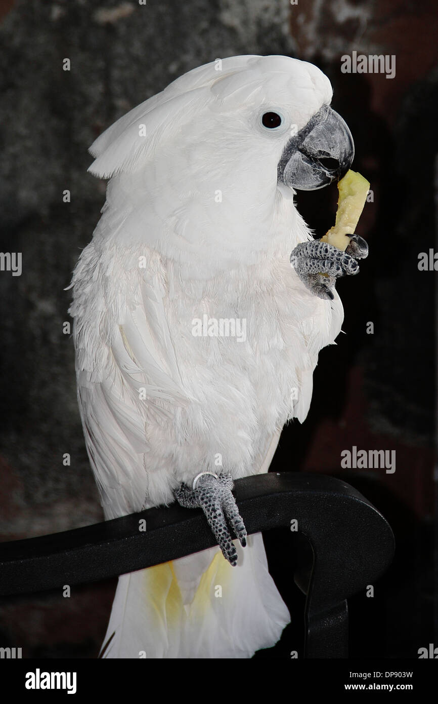Female Cockatoo