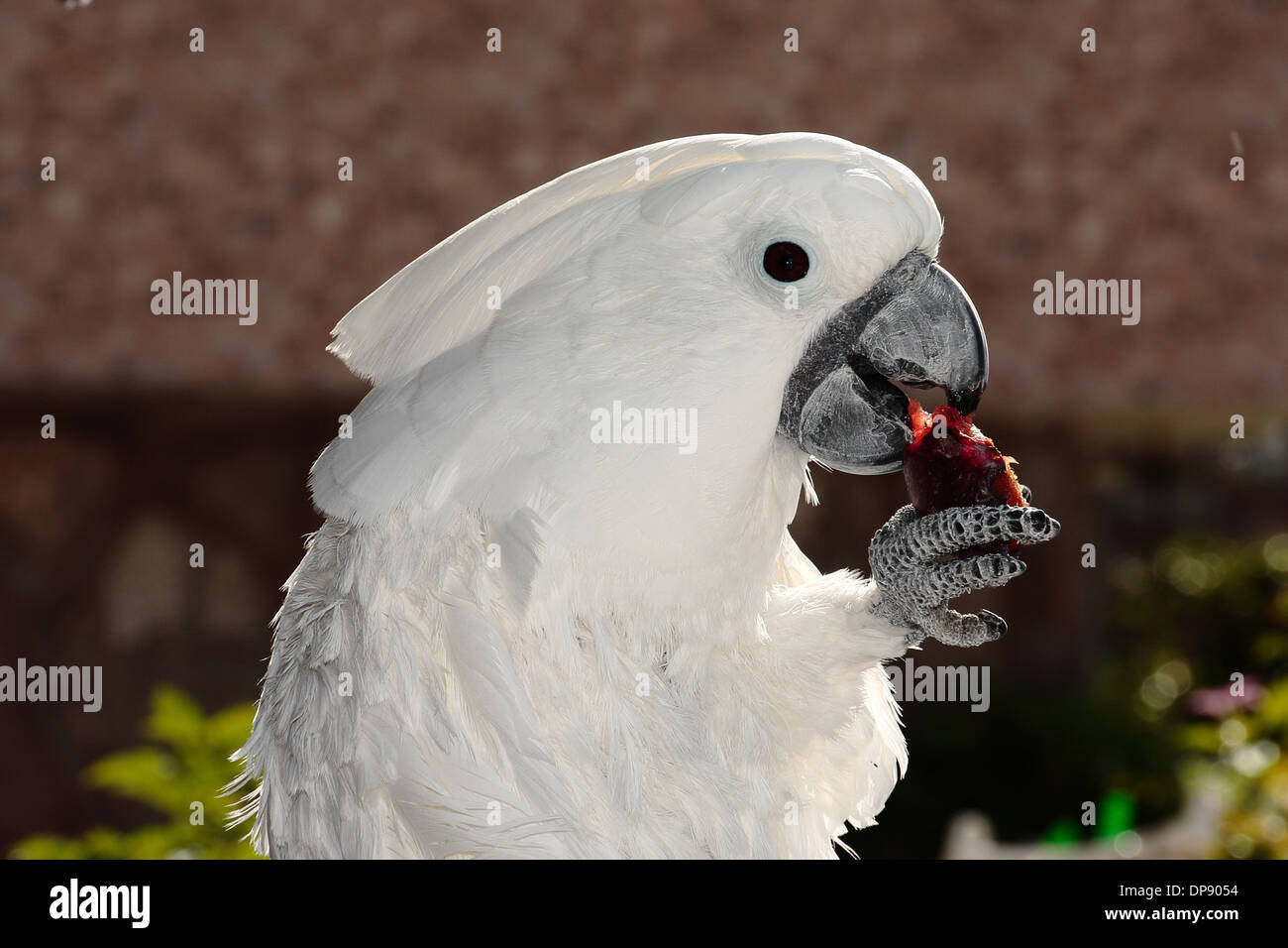 Cockatoo plum hi-res stock photography and images - Alamy