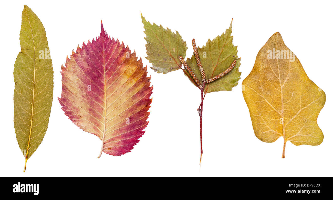 Peach leaves, ash, birch and eggplant, isolated Stock Photo - Alamy