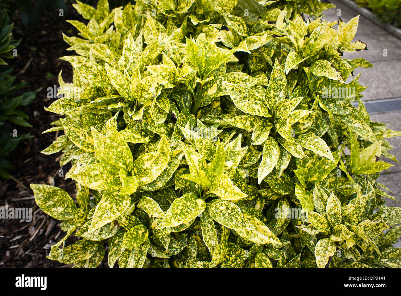 Shrub Plant Variegated at Dorothy Butler blog