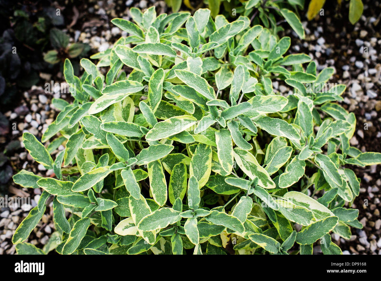 Variegated planting hi-res stock photography and images - Alamy