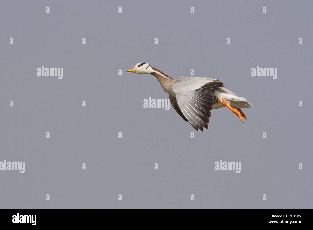 Dangling legs in flight hi-res stock photography and images - Alamy