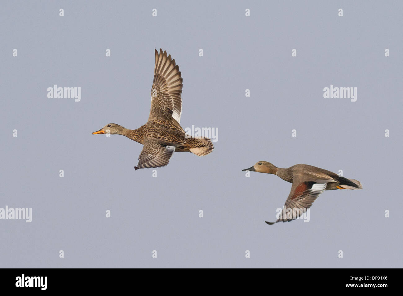 Female In Flight From Above High Resolution Stock Photography and ...