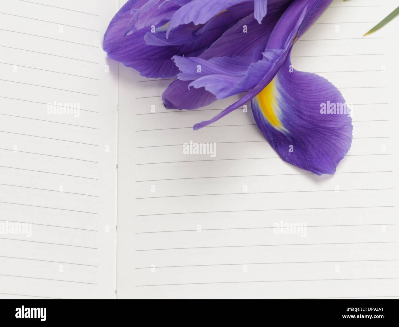 Paper iris hi-res stock photography and images - Alamy
