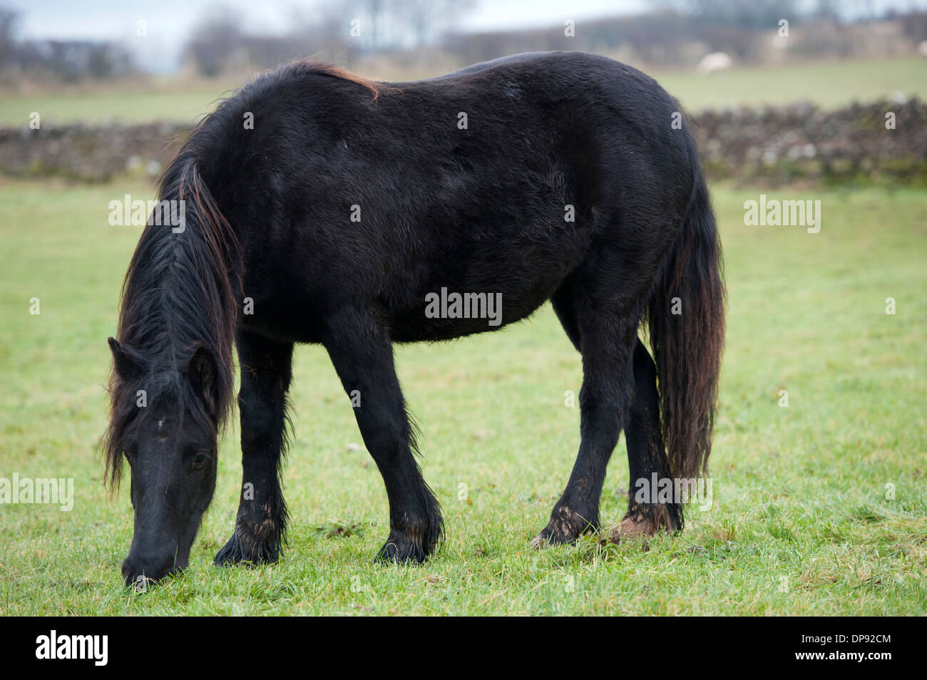 Dales pony hi-res stock photography and images - Alamy