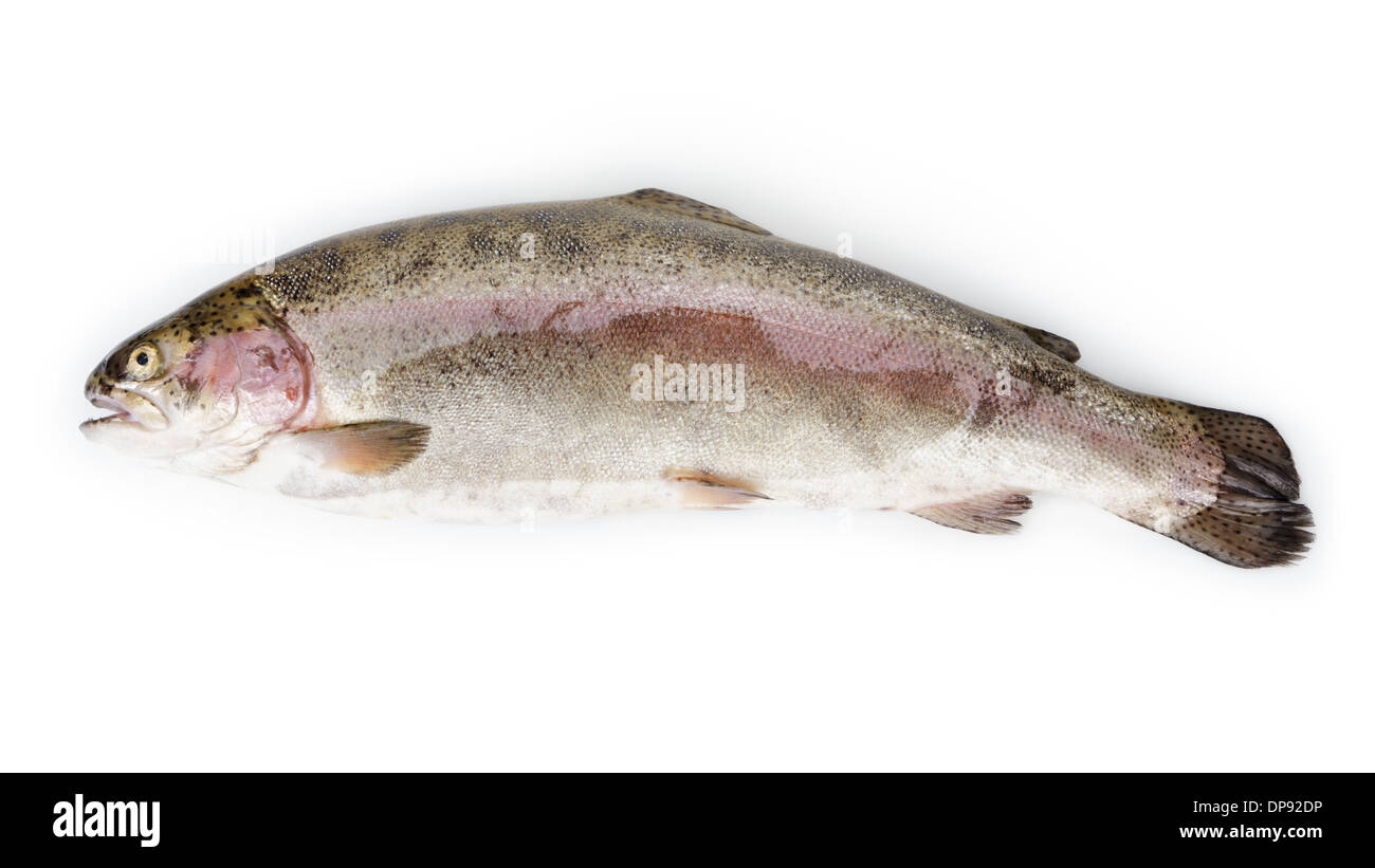 fresh whole trout fish, isolated on white background Stock Photo - Alamy