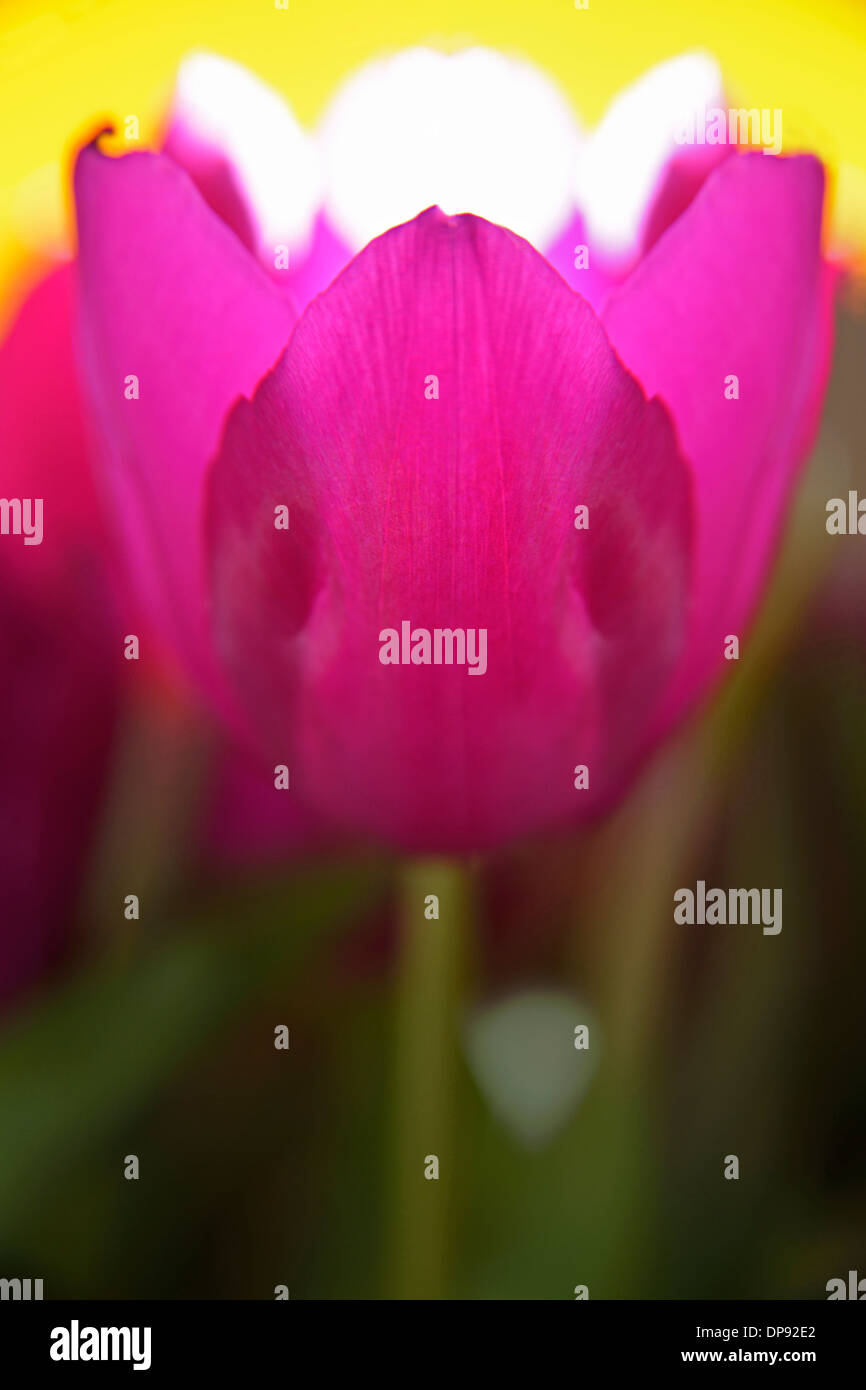 Soft light flower hi-res stock photography and images - Alamy