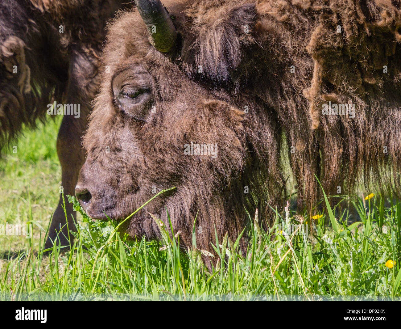 Bull scratching horn hi-res stock photography and images - Alamy