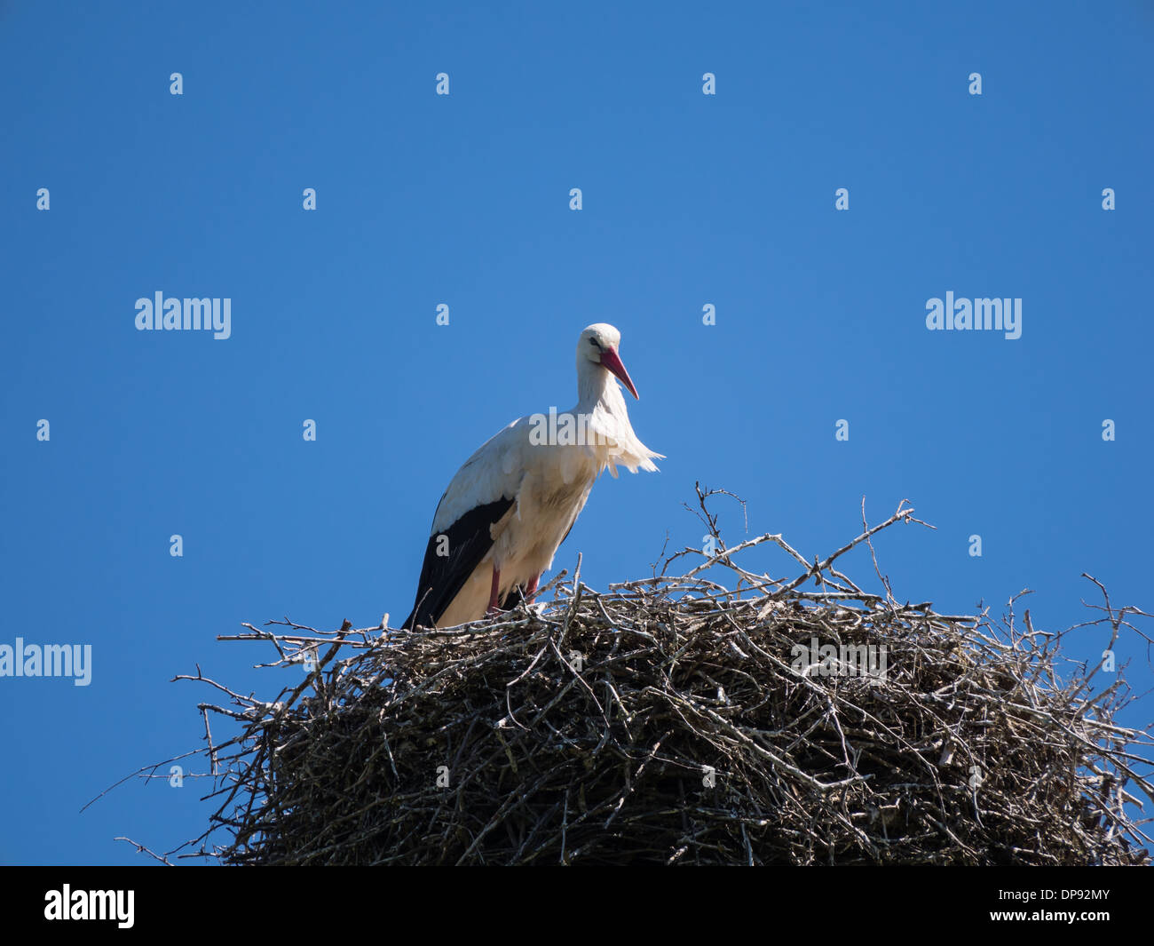 Waiting stork hi-res stock photography and images - Alamy