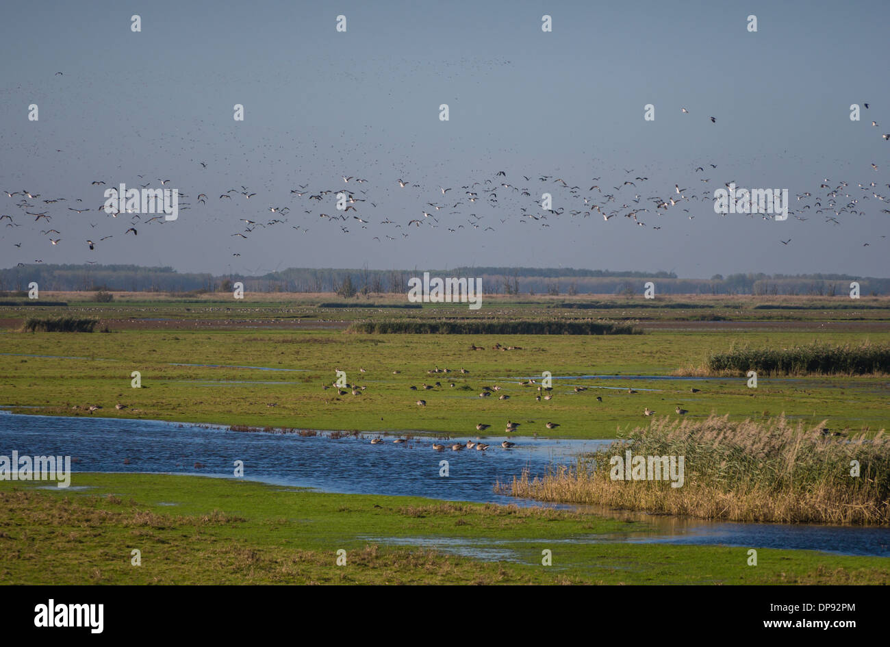 Migratory flock of Barnacle geese flying over nature reserve ...