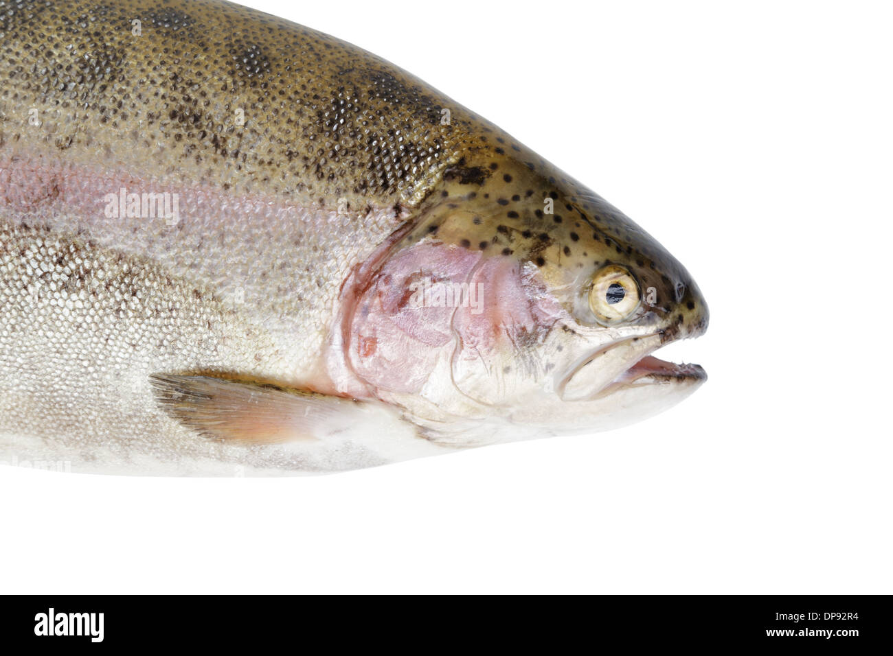 fresh whole trout fish face, isolated on white background Stock Photo ...