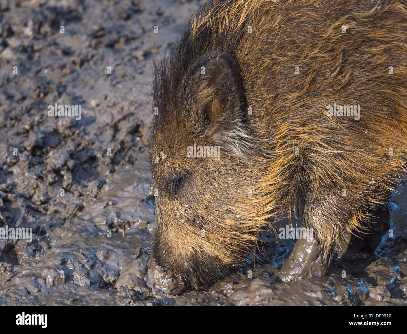 Boar head food hi-res stock photography and images - Alamy