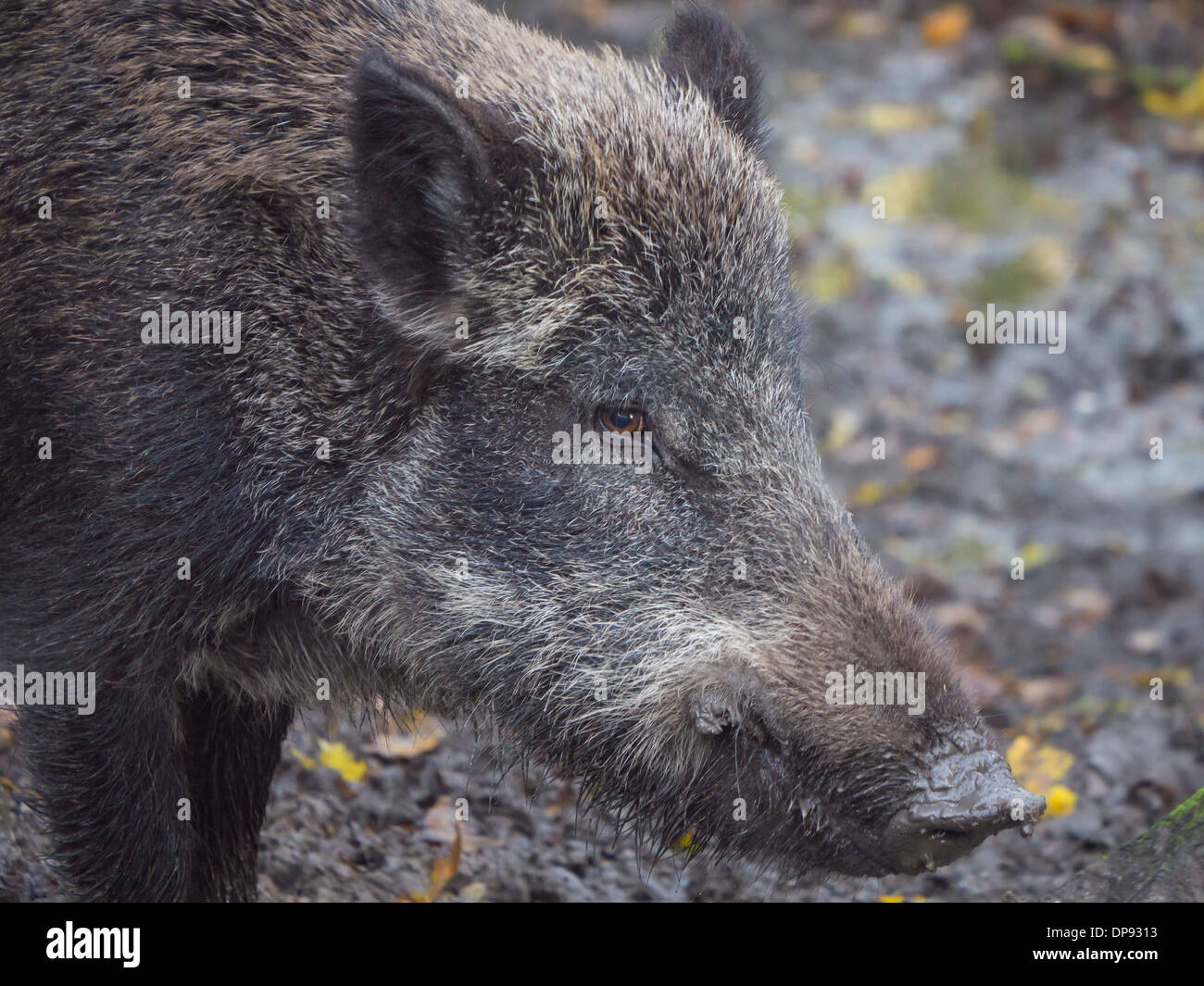 Adult boar hi-res stock photography and images - Alamy