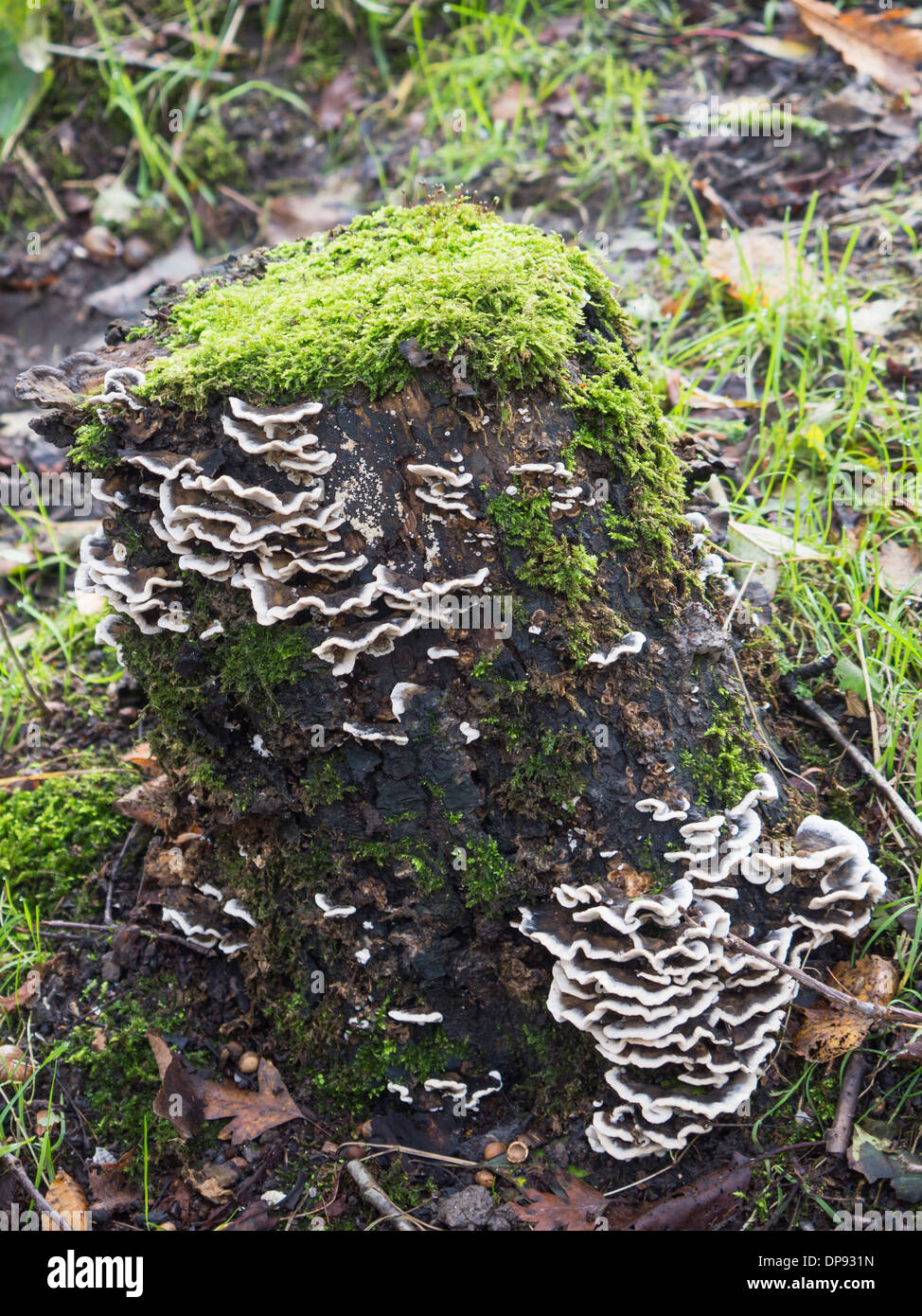 Bjerkandera fumosa belongs to the family of the Meruliaceae fungi Stock ...