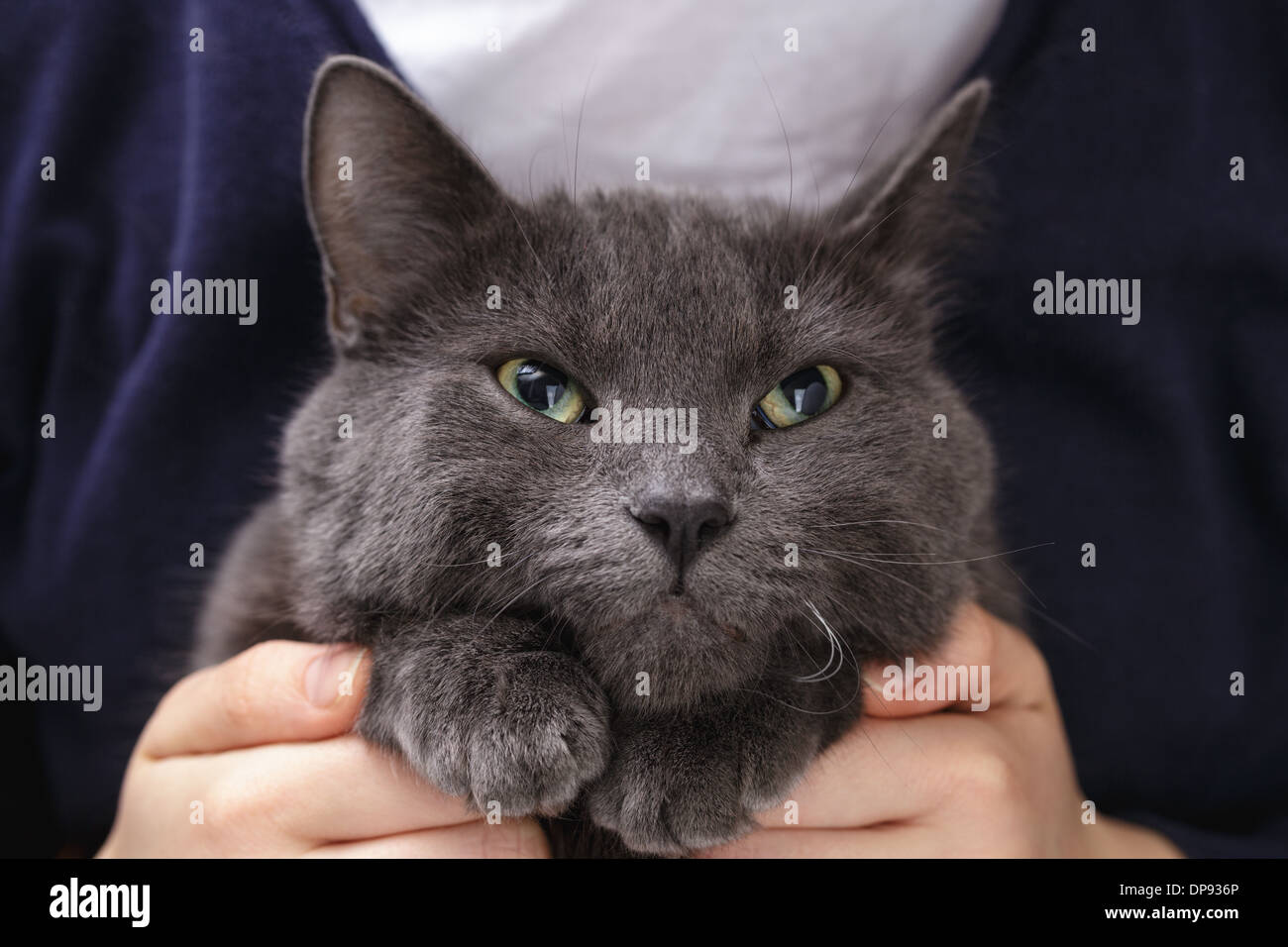 british shorthair cat pleads in teen hands Stock Photo - Alamy