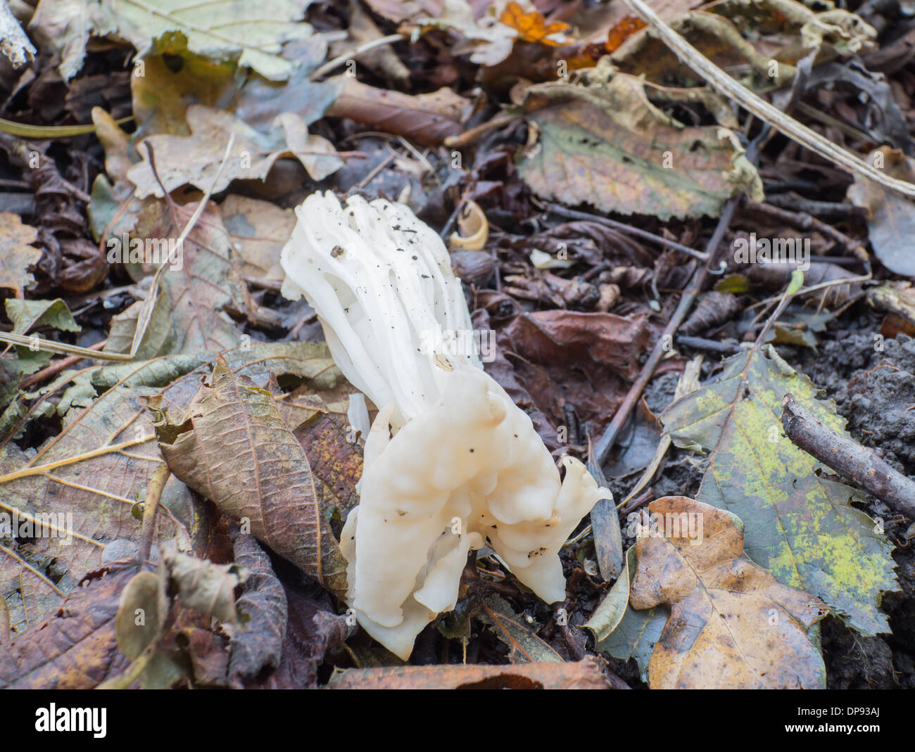 Helvella crispa ascomycotina white saddle hi-res stock photography and ...