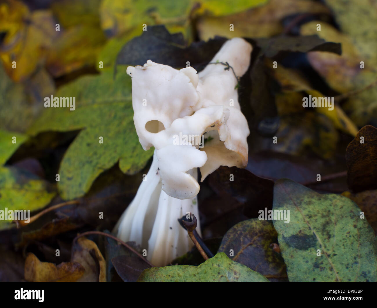 Helvella crispa ascomycotina white saddle hi-res stock photography and ...