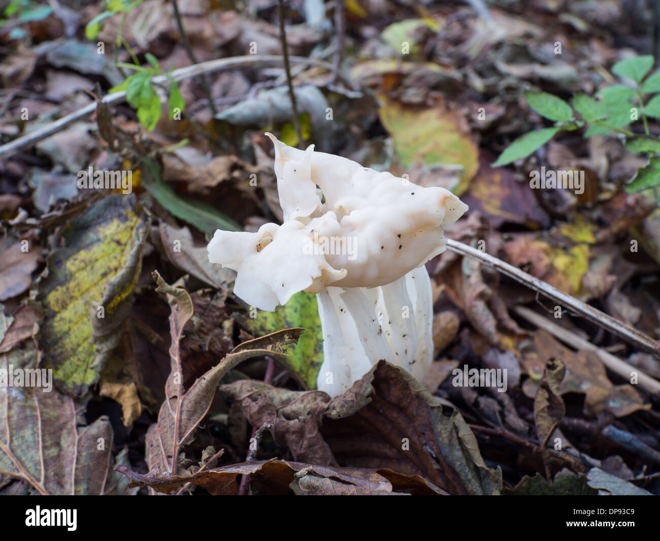 Helvella crispa ascomycotina white saddle hi-res stock photography and ...