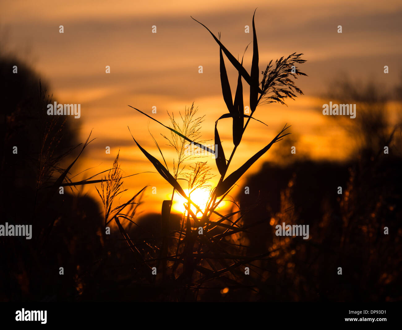 Reed panicle against the setting sun in the fall Stock Photo - Alamy
