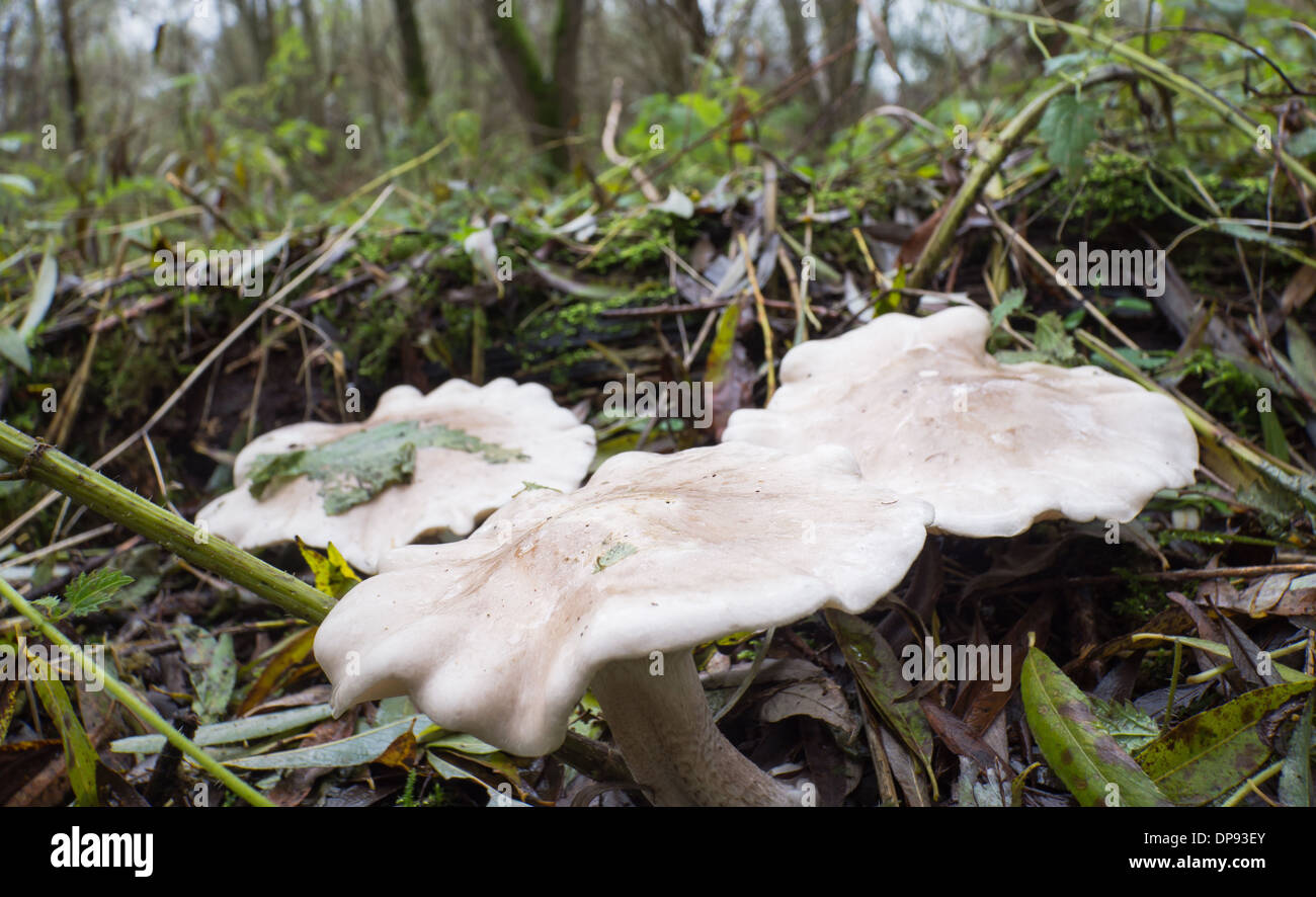 Clitocybe nebularis is also known as cloud funnel or clouded agaric ...