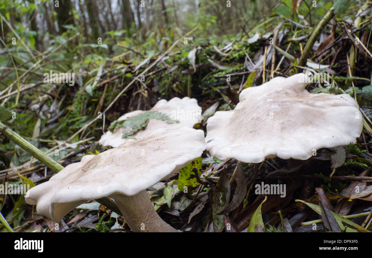 Clitocybe nebularis is also known as cloud funnel or clouded agaric ...