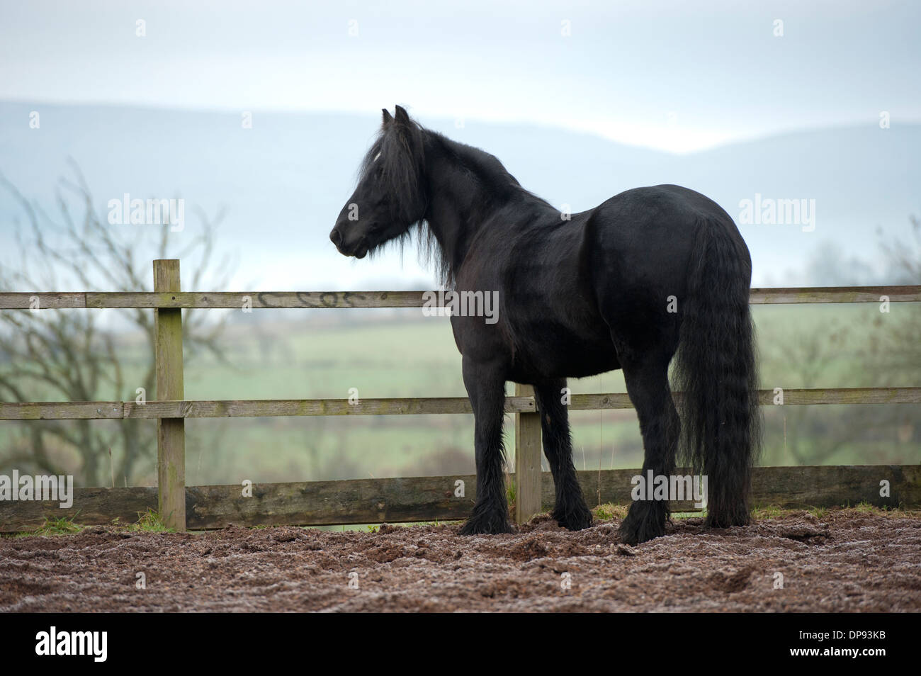 Dales pony excercising in a livery yard. Cumbria, UK Stock Photo - Alamy