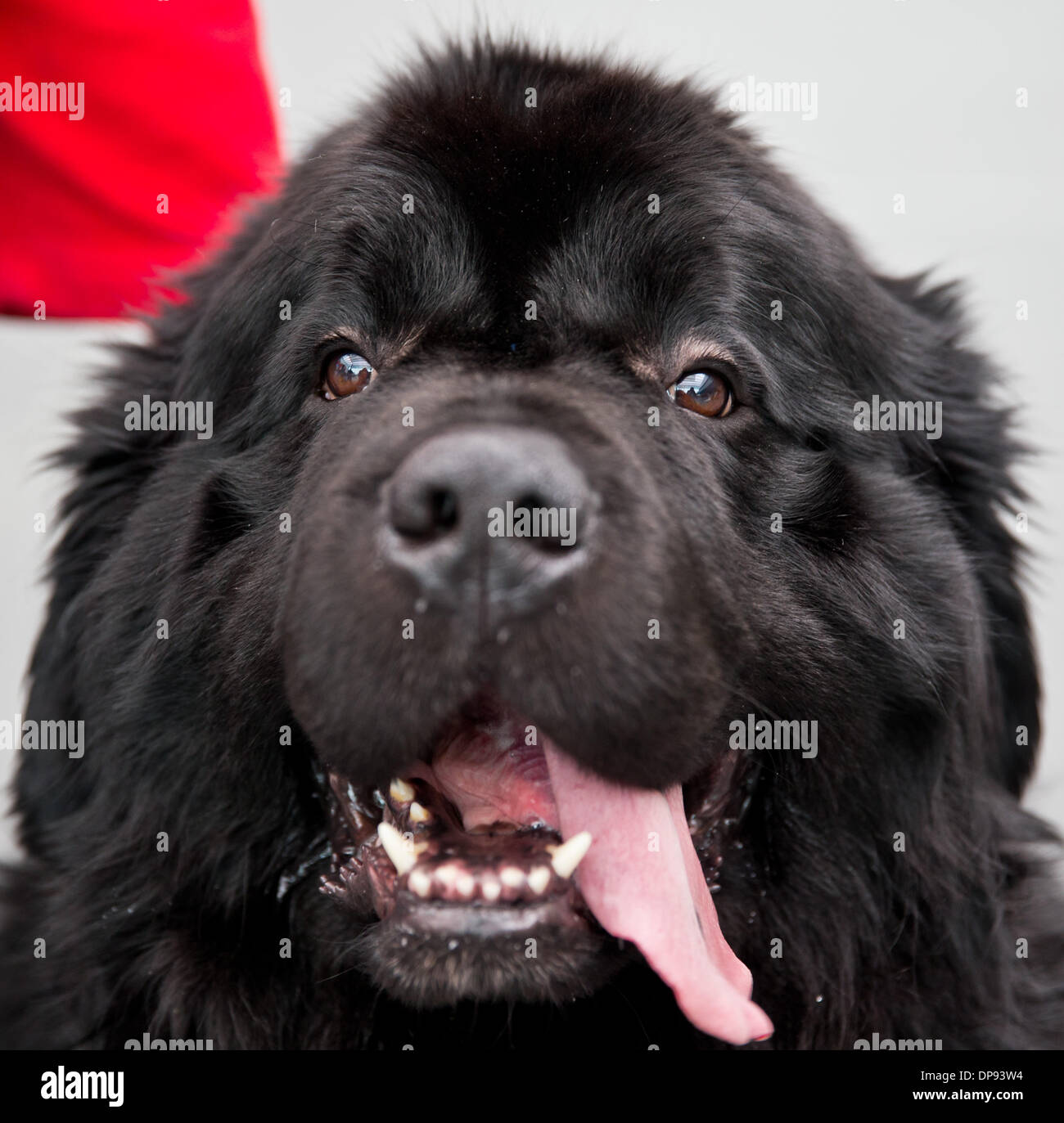 Mambo dog hi-res stock photography and images - Alamy