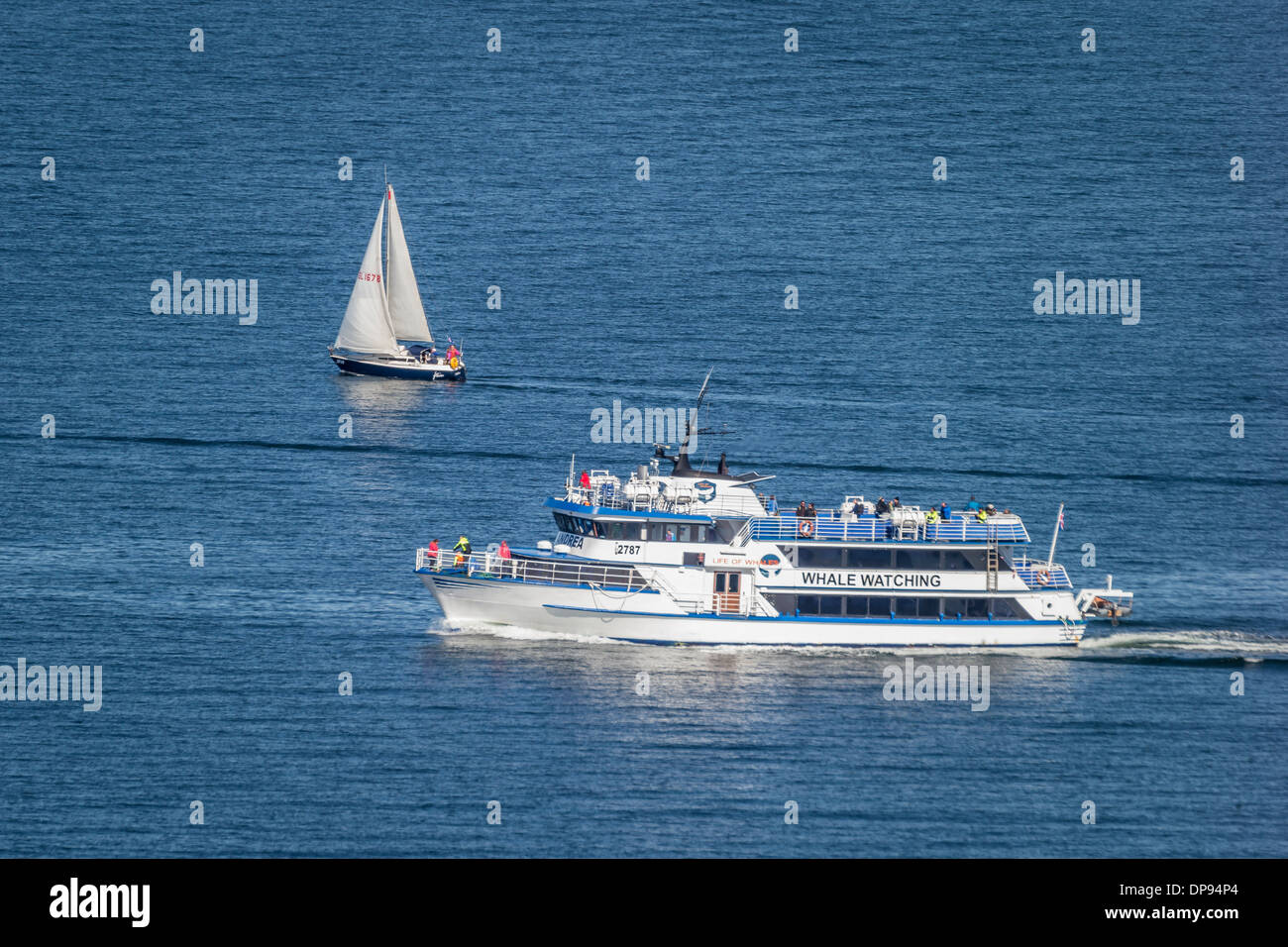 Whale watching boat hi-res stock photography and images - Alamy