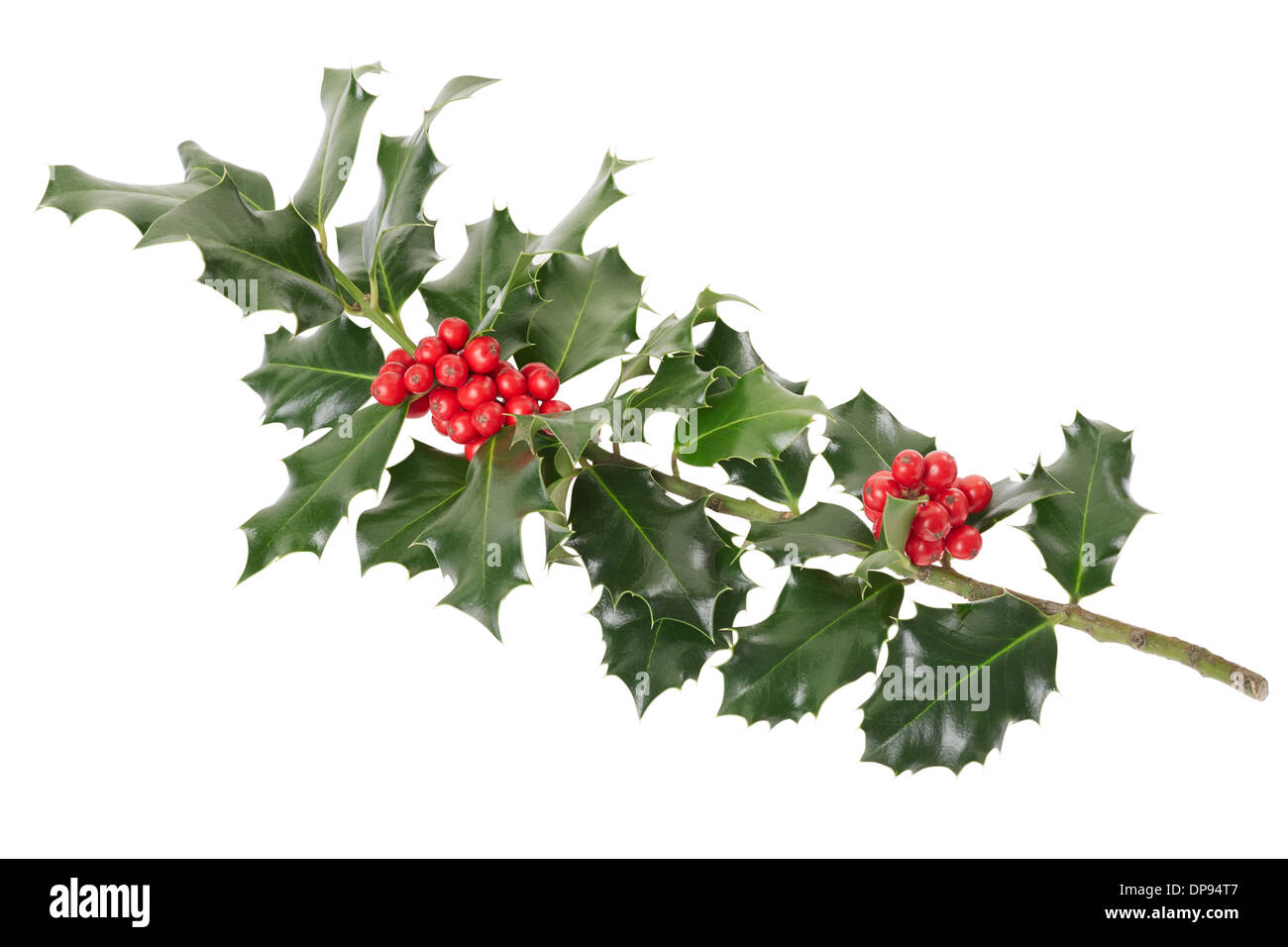 Real Christmas Holly