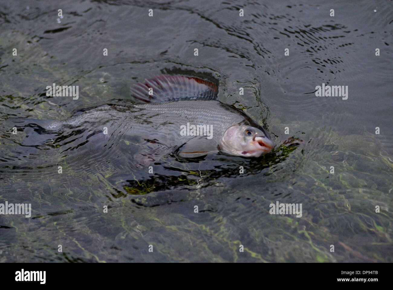 Greyling Fishing, (Thymallus thymallus Stock Photo - Alamy