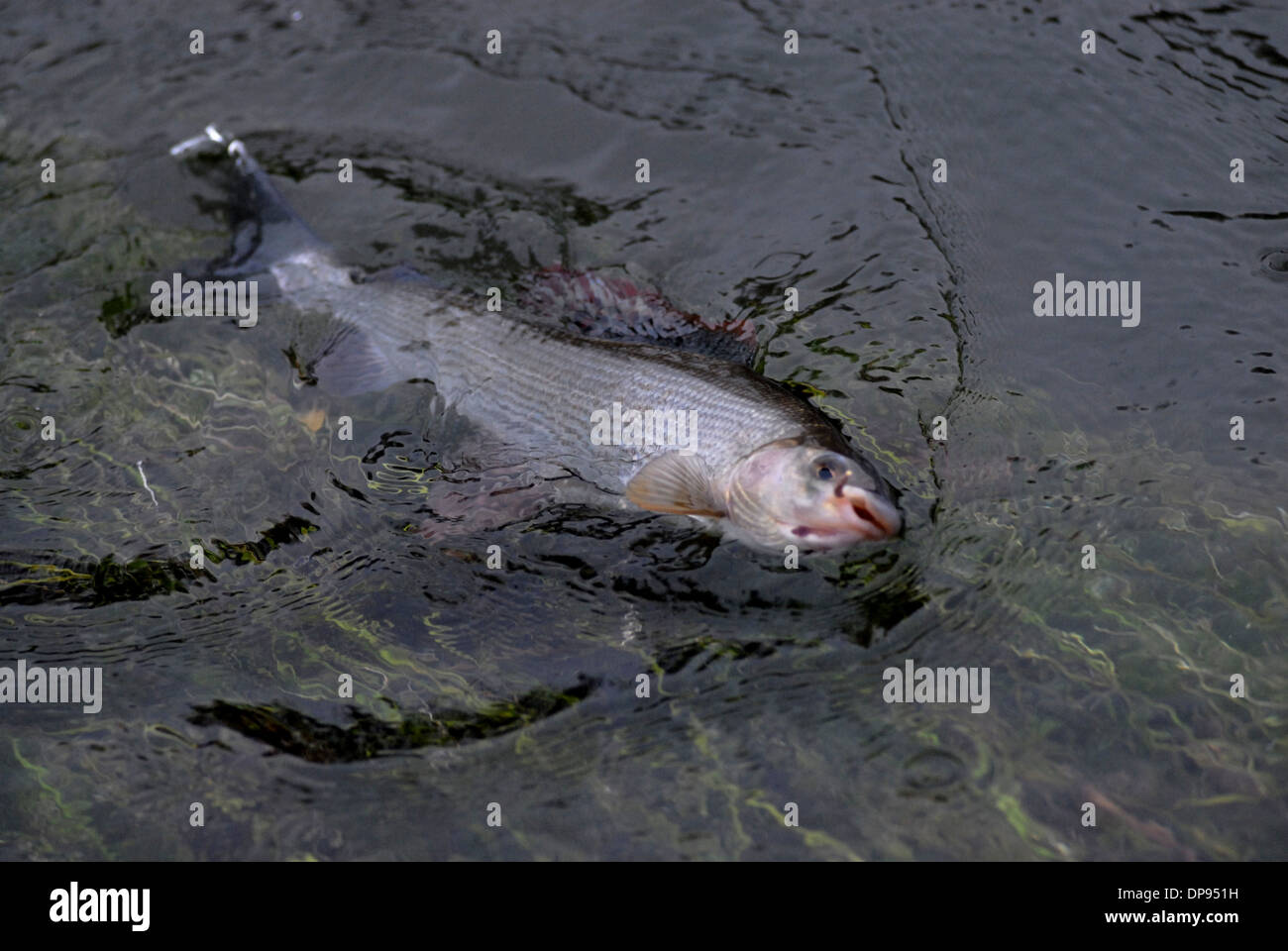 Greyling fishing hi-res stock photography and images - Alamy