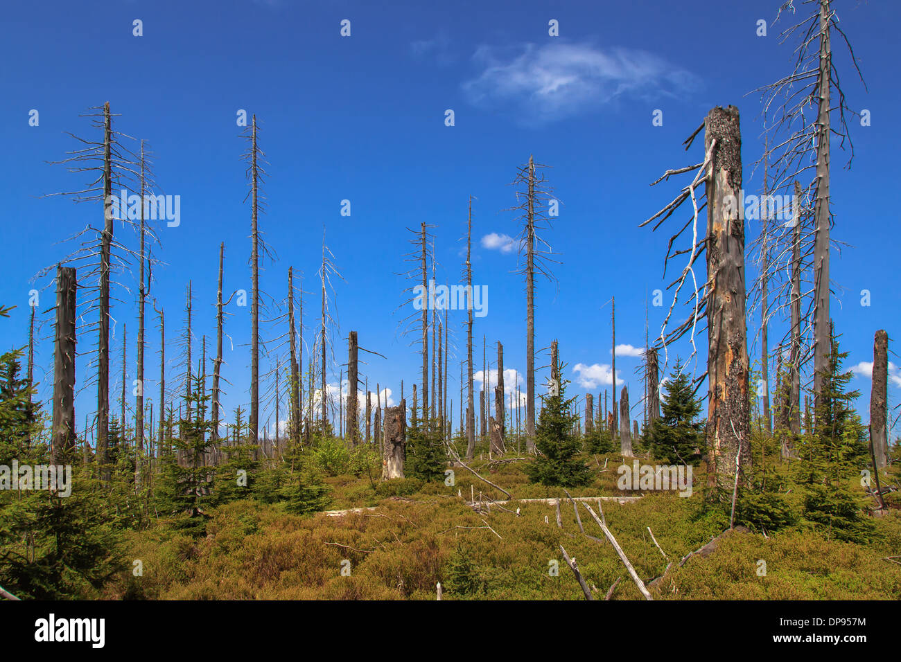 Dying forests in the Bavarian Forest on the Lusen. Waldsterben im ...