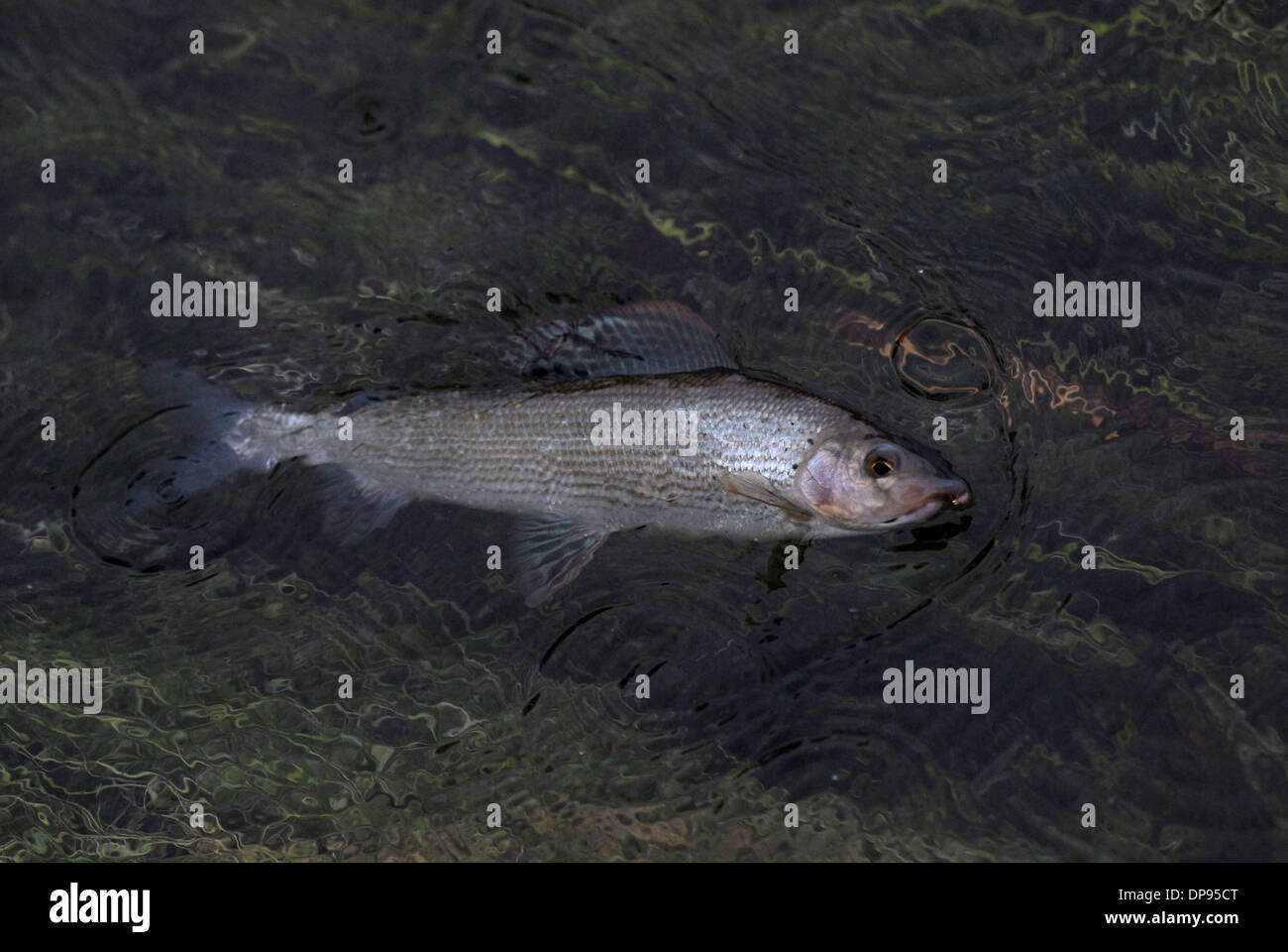 Greyling Fishing, (Thymallus thymallus Stock Photo - Alamy
