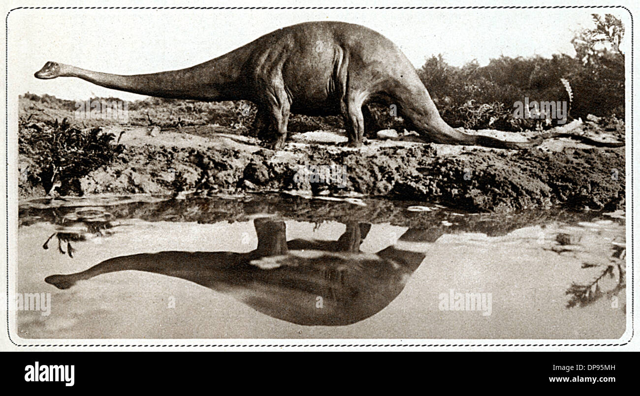 Dinosaurs diplodocus hi-res stock photography and images - Alamy