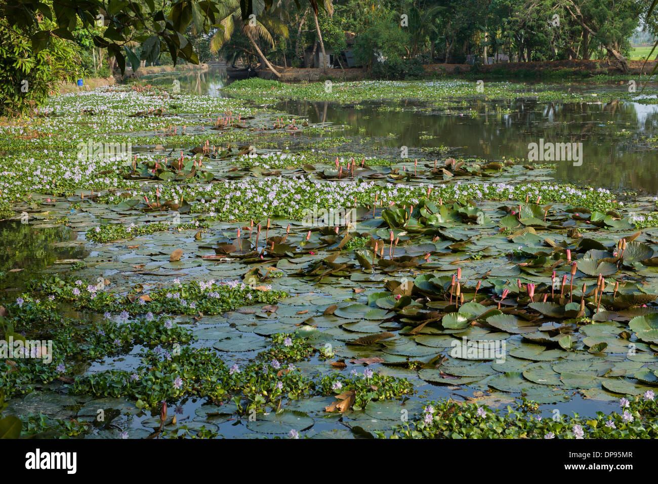 Star Lotus water lily (Nymphaea nouchali and Common water hyacinth ...