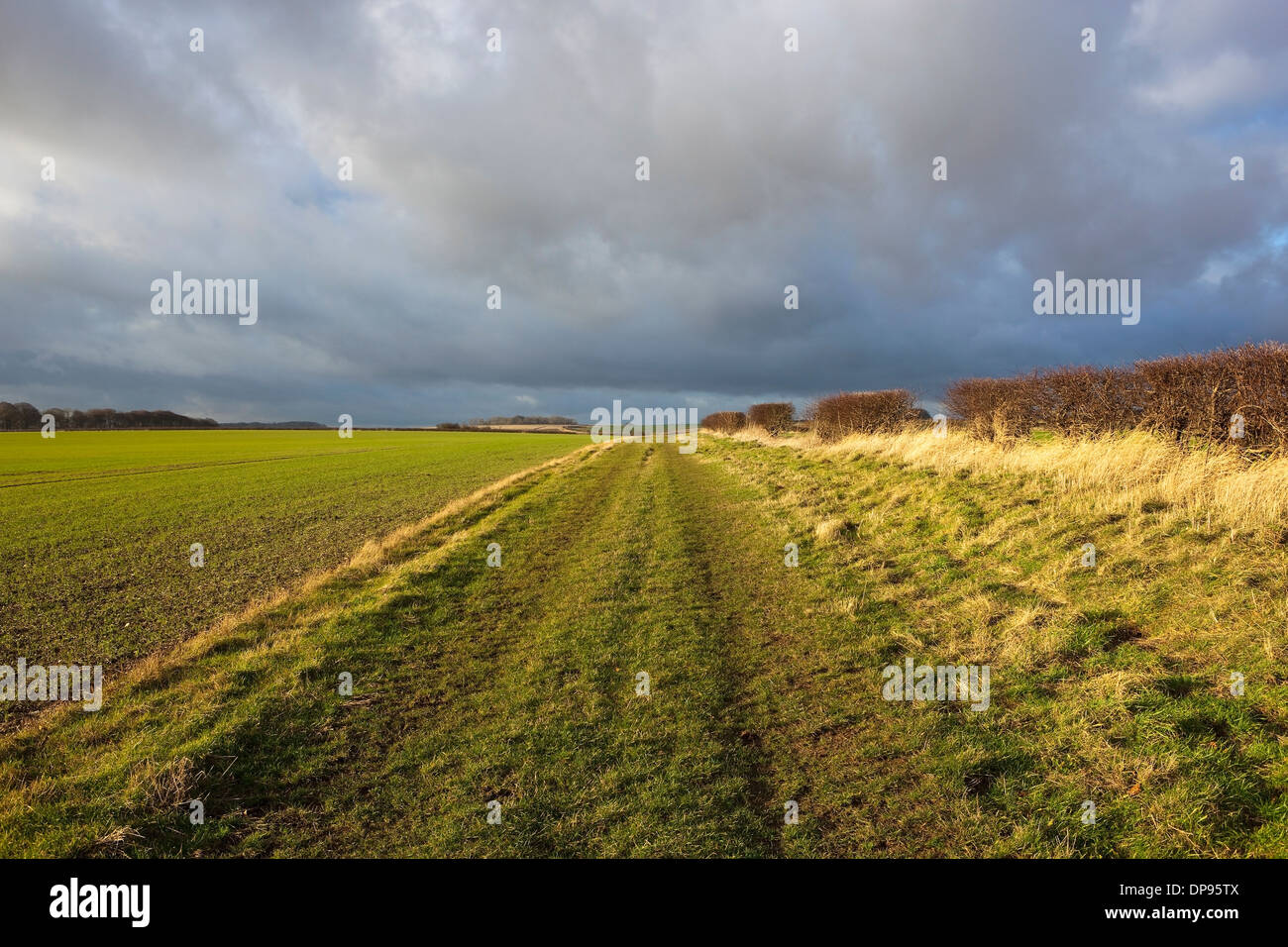 storm clouds over hedgerows and seedling crops in a winter landscape ...