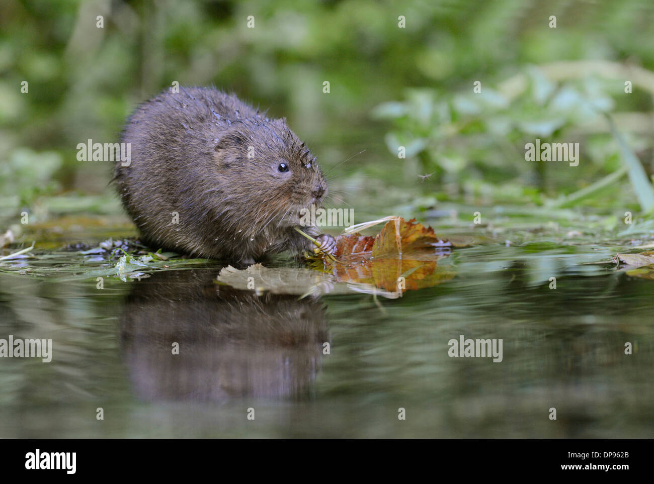 Water vole (Arvicola terrestris) eating on a vegetation mat in mid ...