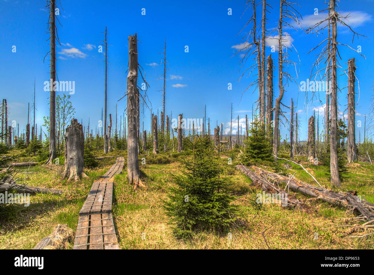 Waldsterben im wald hi-res stock photography and images - Alamy