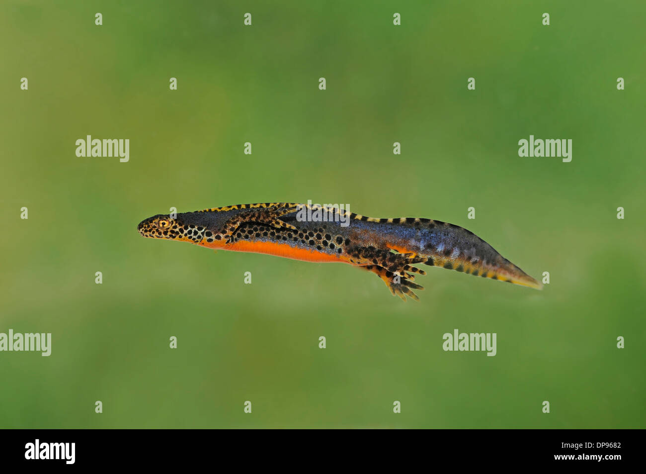 Alpine newt hi-res stock photography and images - Alamy