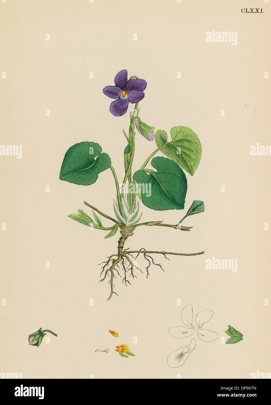 Viola Sororia Drawing