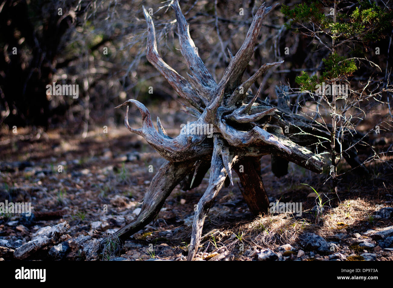 Old Cedar Stump with roots Stock Photo - Alamy