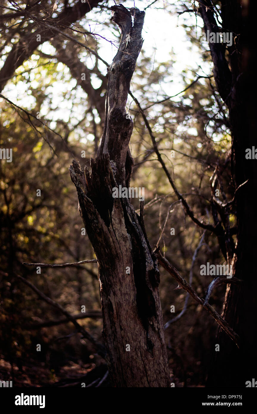 Dead Tree in Medina, Texas Stock Photo - Alamy
