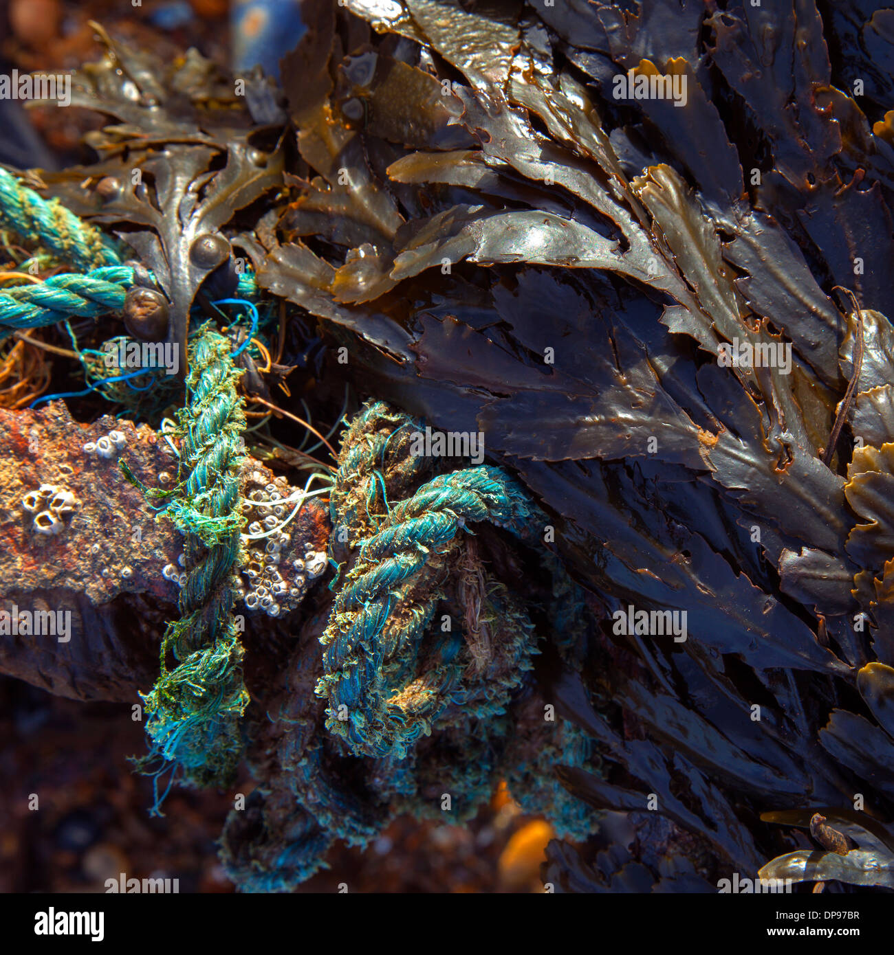 Seaweed On Rope Stock Photos & Seaweed On Rope Stock Images - Alamy
