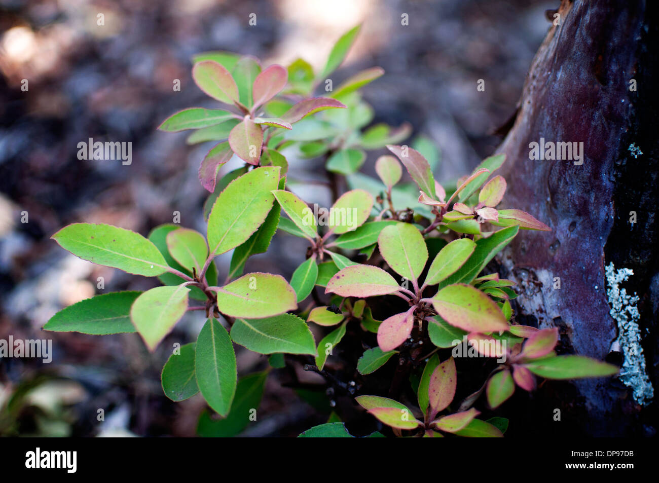 Madrone tree hi-res stock photography and images - Alamy