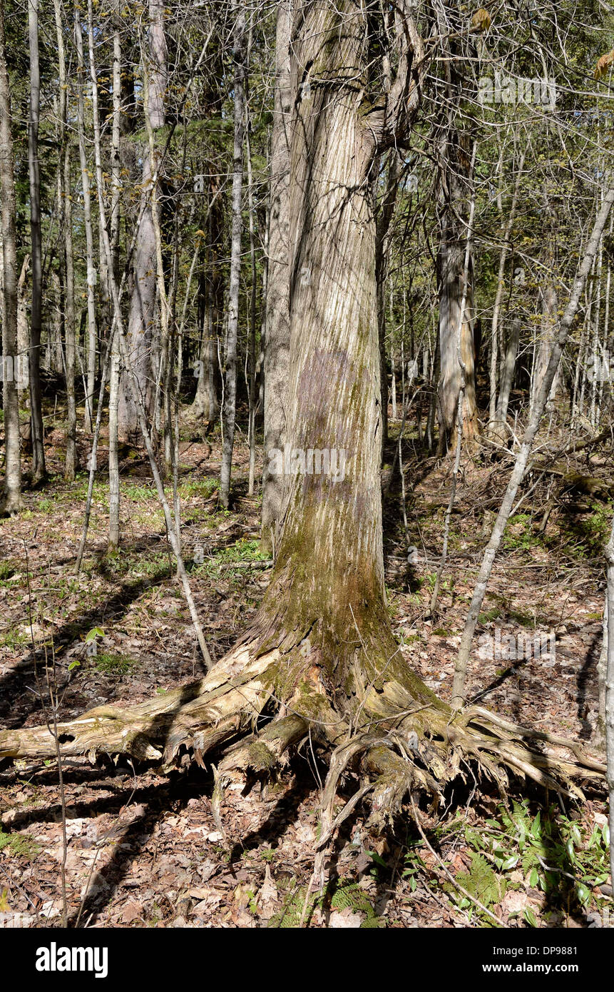 Tree roots near Black River Harbor Falls in Bessemer, Michigan Stock ...