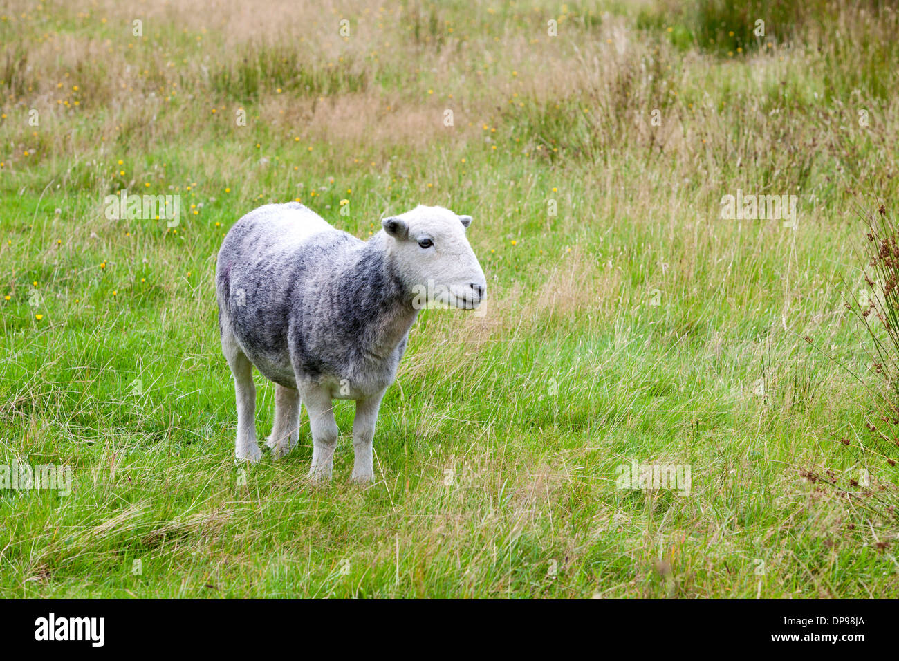 Land of sheep hi-res stock photography and images - Alamy