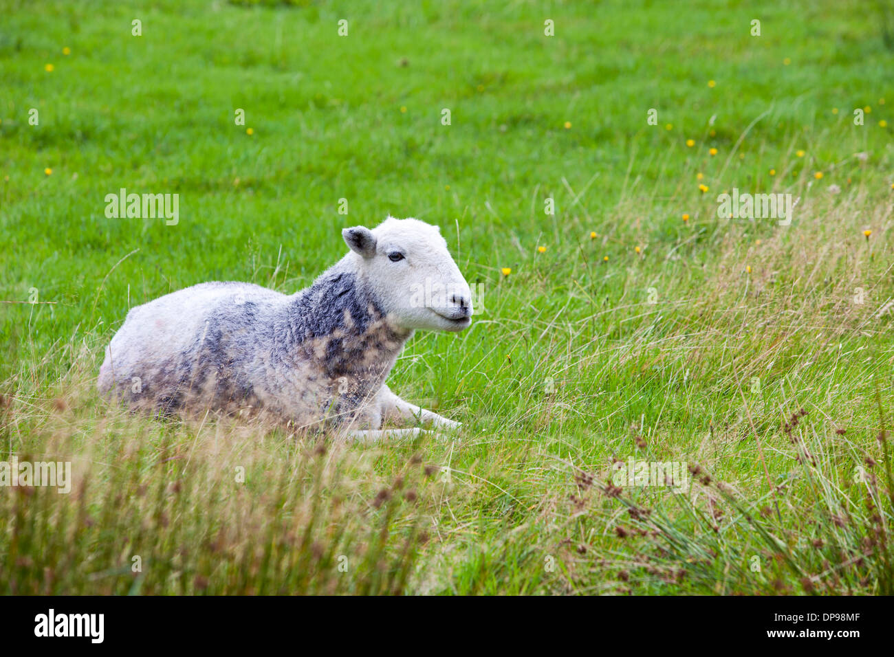 Sheep relaxing in field Stock Photo - Alamy